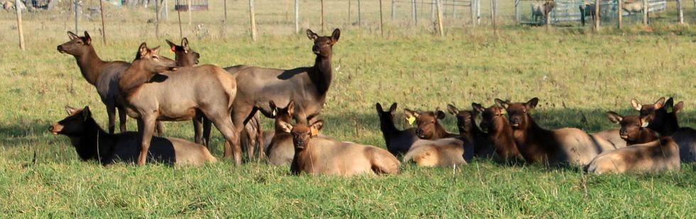 Regal Point Elk Farm